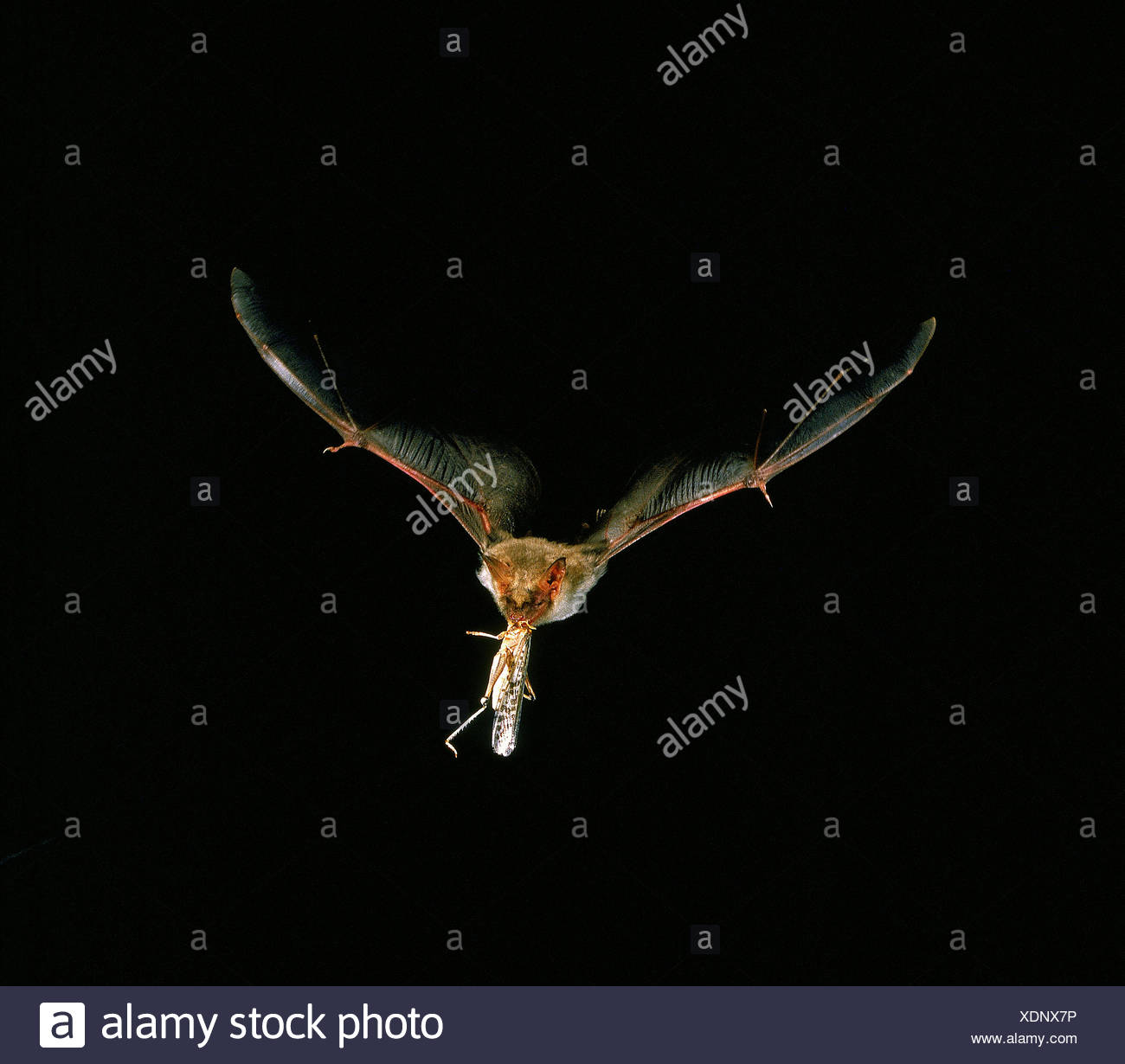 Flying Grasshopper Not Circus Not Roy High Resolution Stock Photography ...