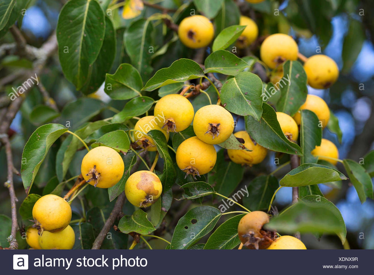 Wild Pear Pyrus Pyraster High Resolution Stock Photography and Images ...