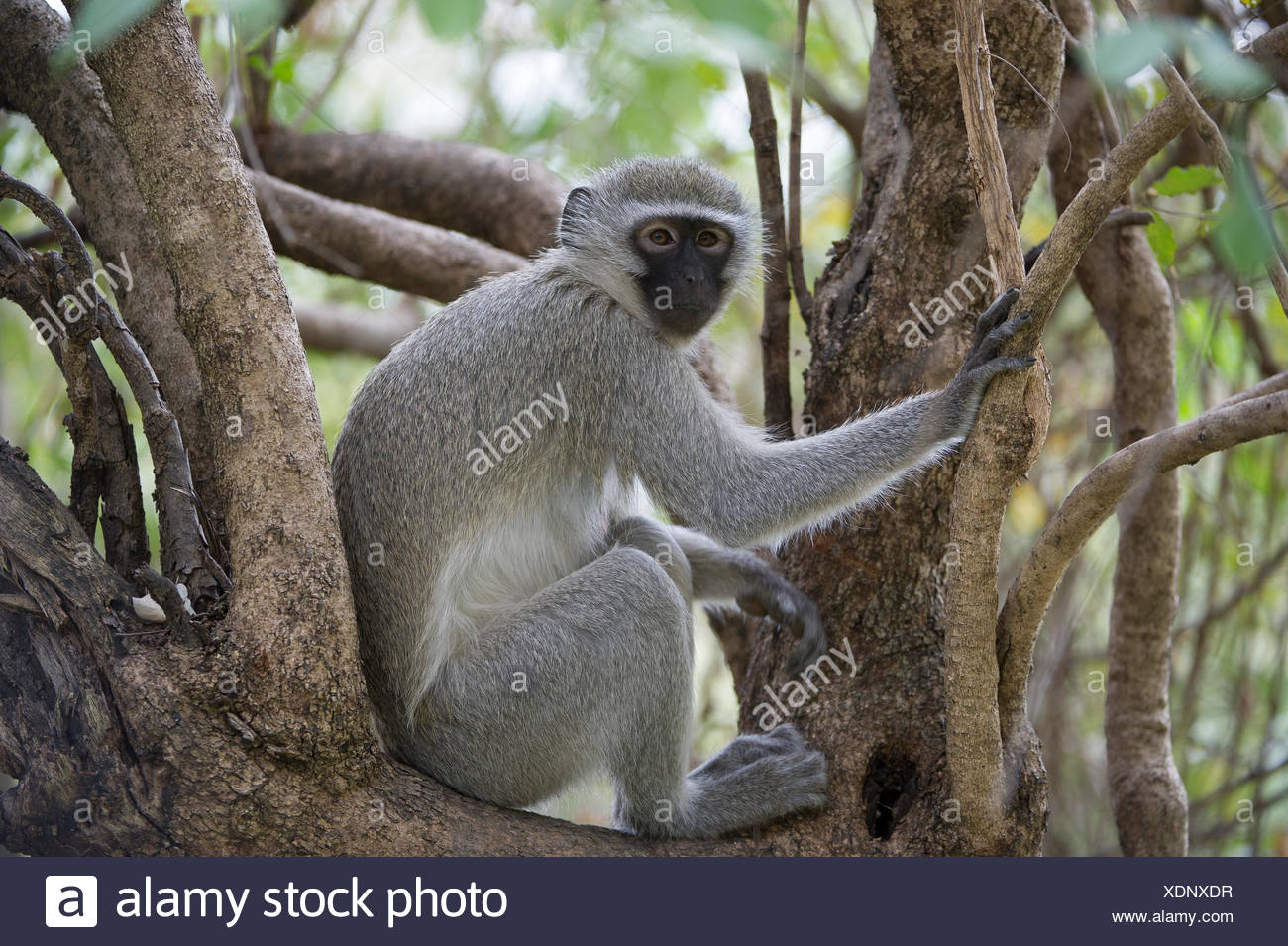 Black Faced Monkey Stock Photos & Black Faced Monkey Stock Images - Alamy