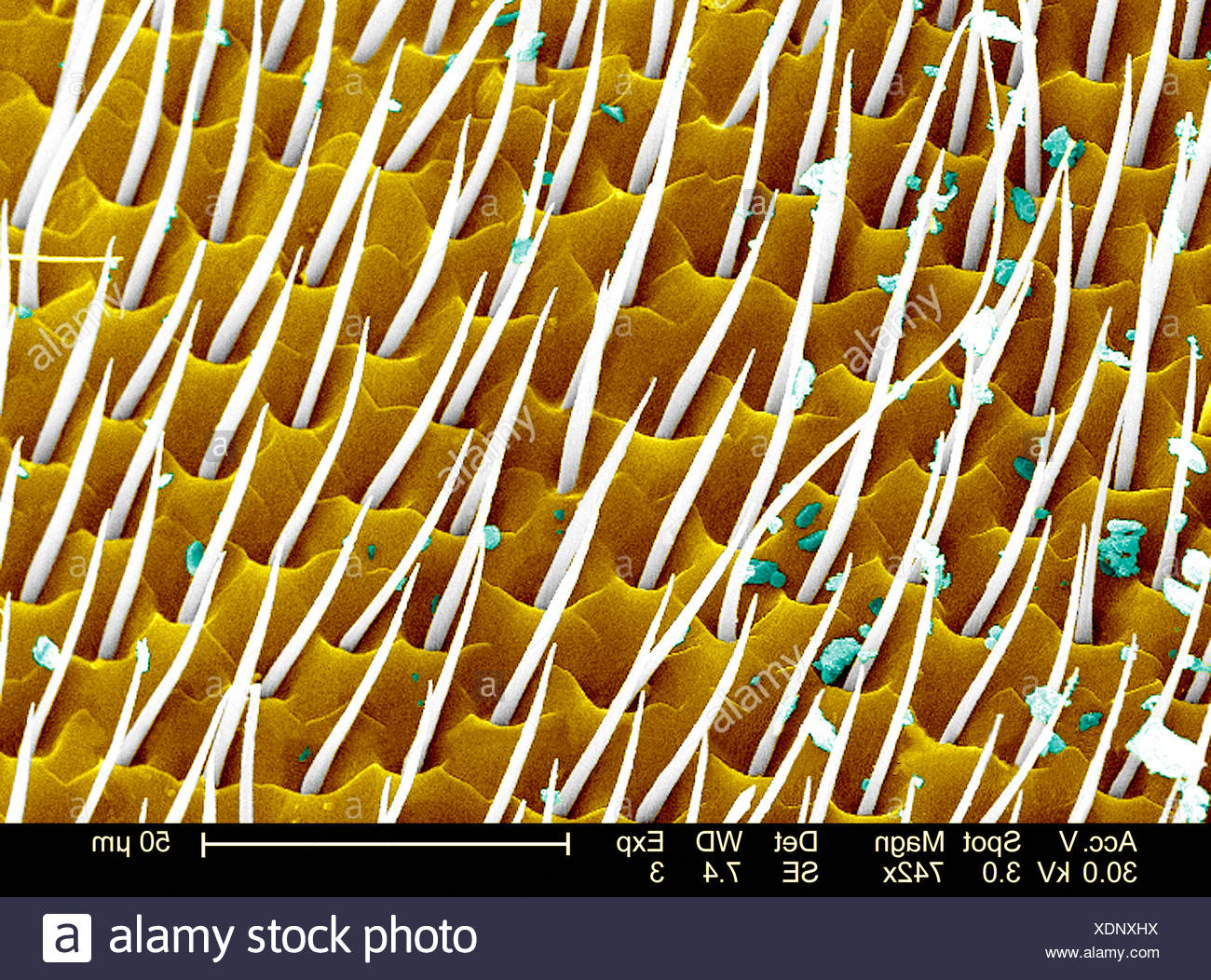 Somesthesia High Resolution Stock Photography and Images - Alamy