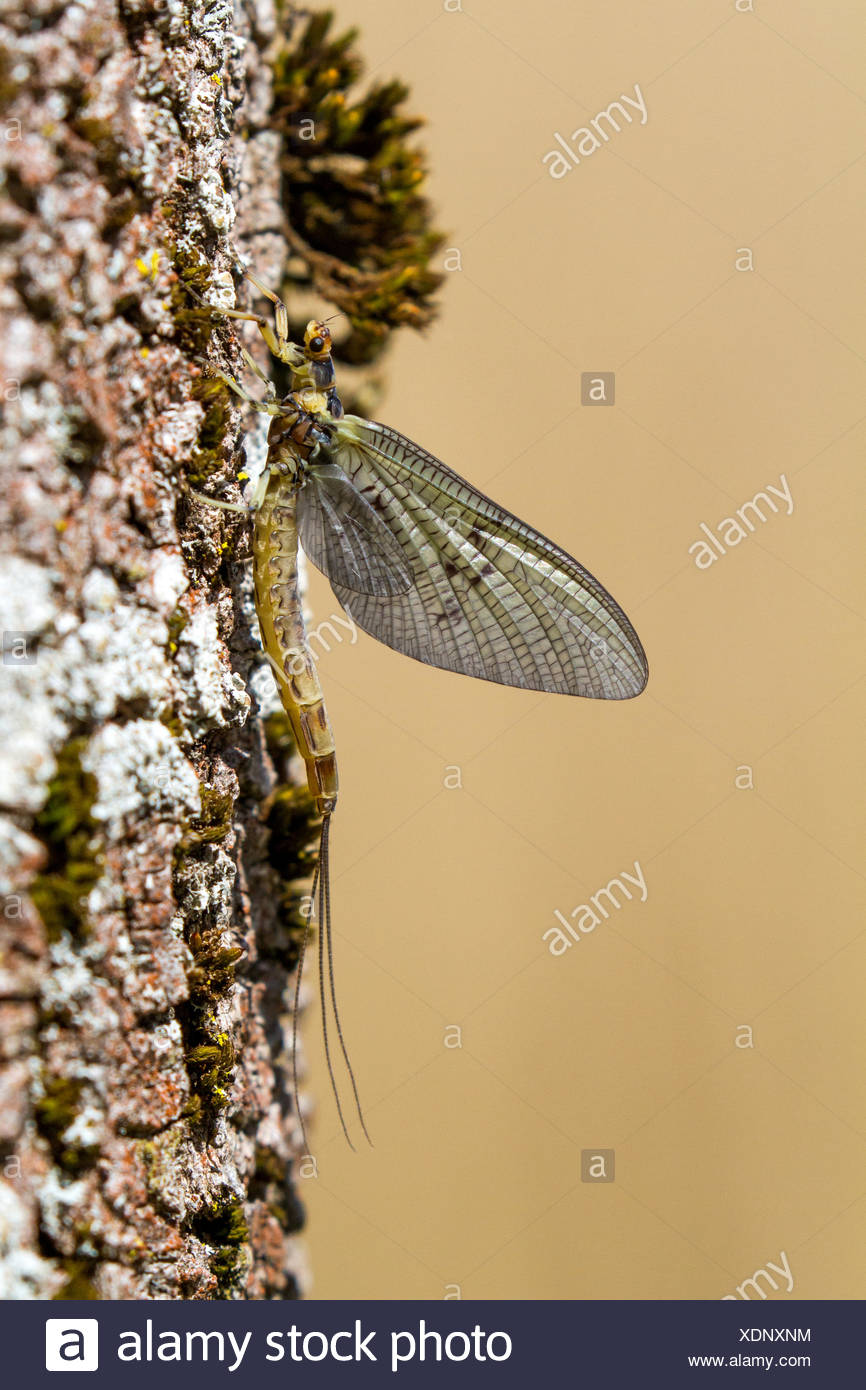 Mayfly Ephemera Insects High Resolution Stock Photography and Images ...