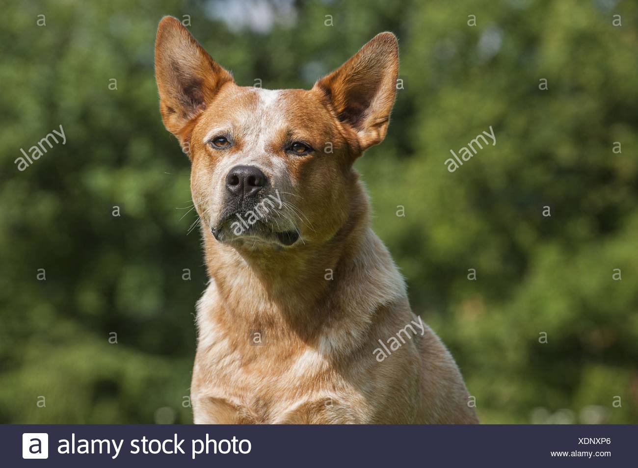 Australian Cattle Dog High Resolution Stock Photography and Images - Alamy
