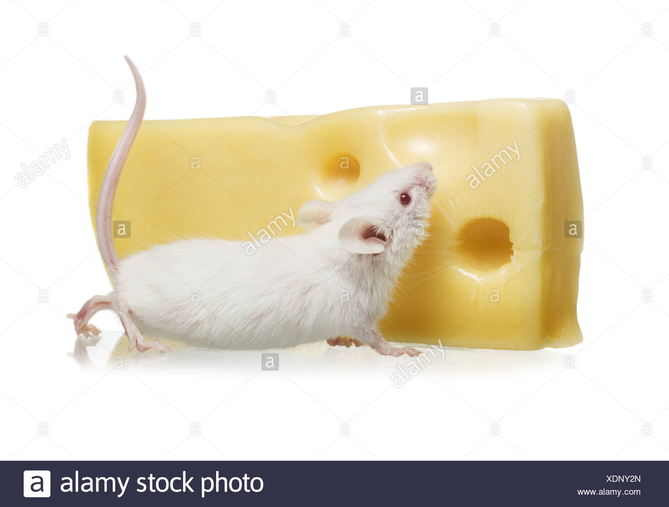 Rat Eating Cheese High Resolution Stock Photography and Images - Alamy