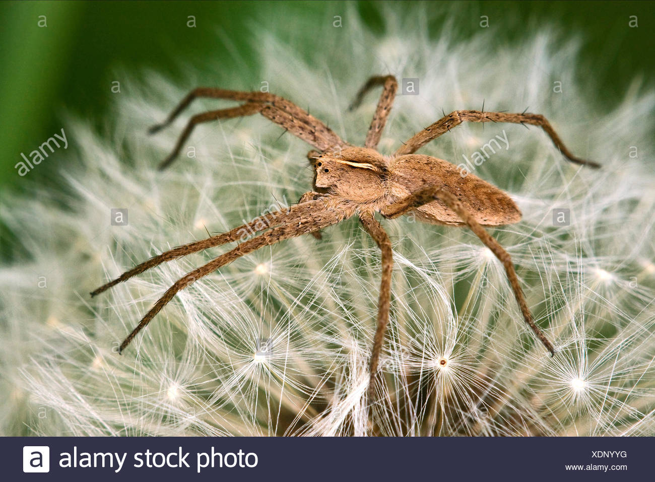 Sicariidae High Resolution Stock Photography and Images - Alamy