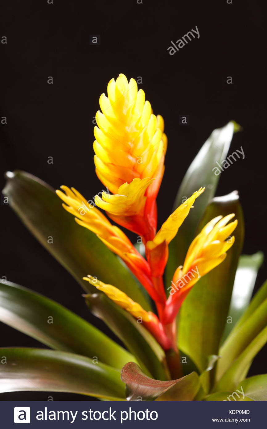 Vriesea Splendens Vriesea Splendens Stock Photos & Vriesea Splendens ...