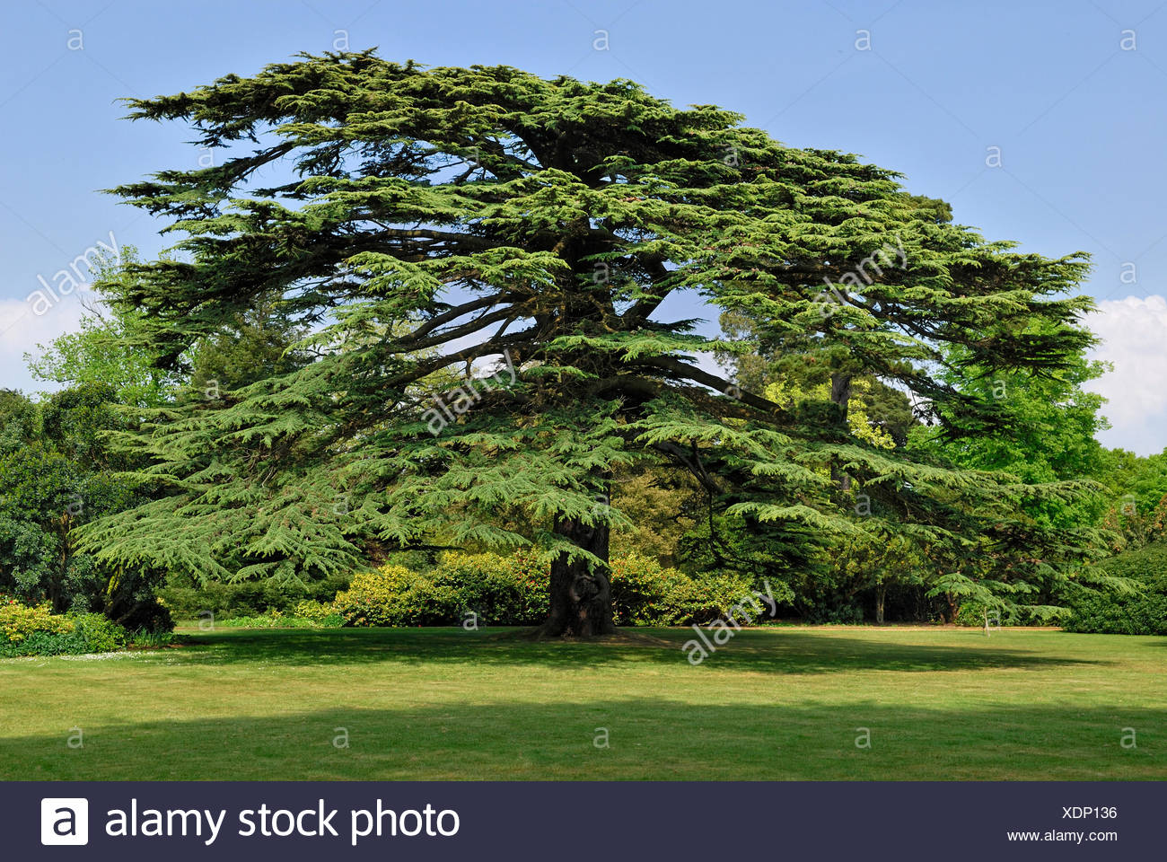 Lebanon Cedar Tree Stock Photos & Lebanon Cedar Tree Stock Images - Alamy