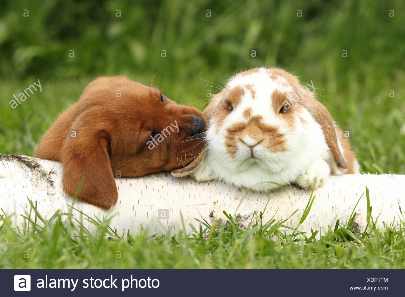 Dog And Bunny High Resolution Stock Photography and Images - Alamy