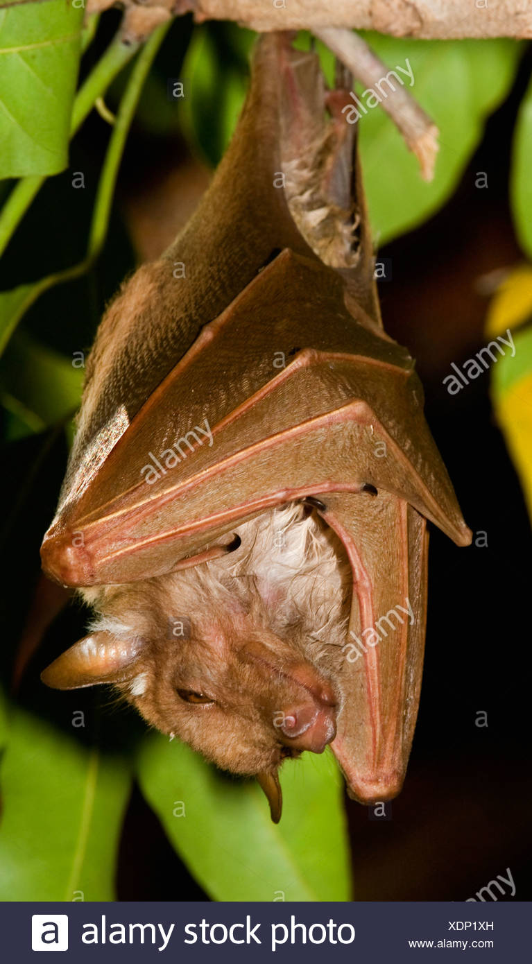 Fruit Bat Stock Photos & Fruit Bat Stock Images - Alamy