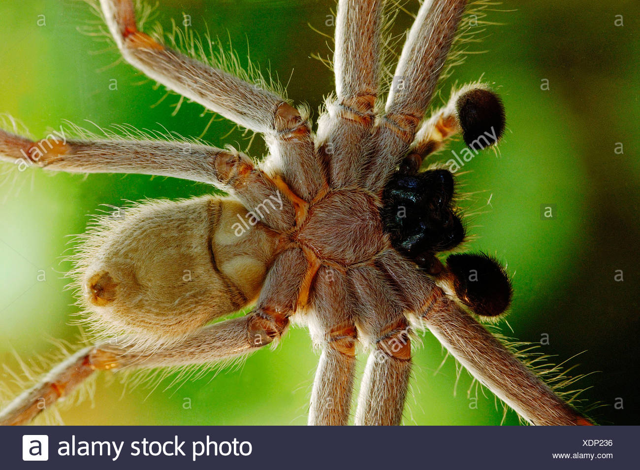 Huntsman Spiders Heteropoda High Resolution Stock Photography and ...