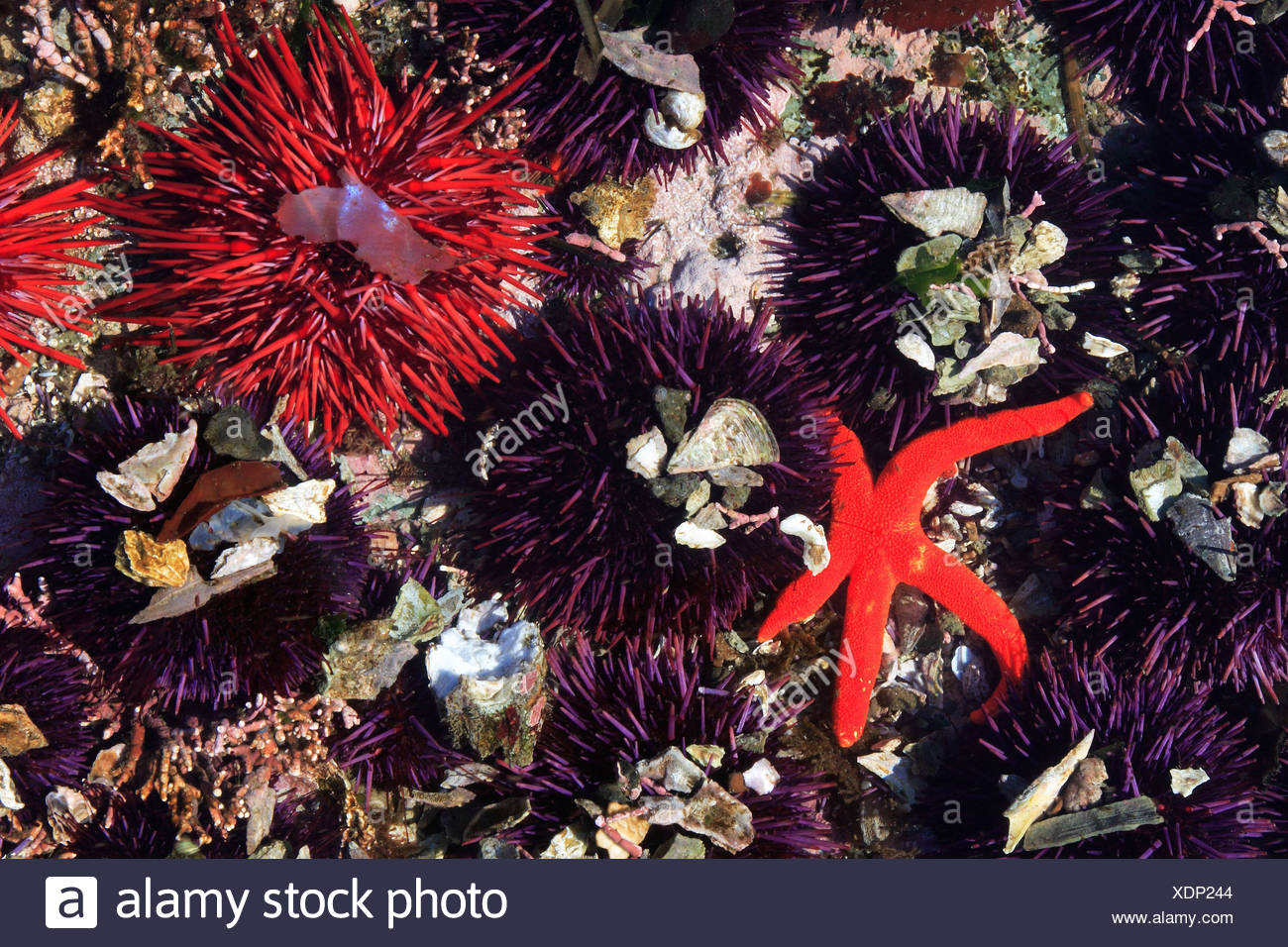 Henricia Sanguinolenta High Resolution Stock Photography and Images - Alamy