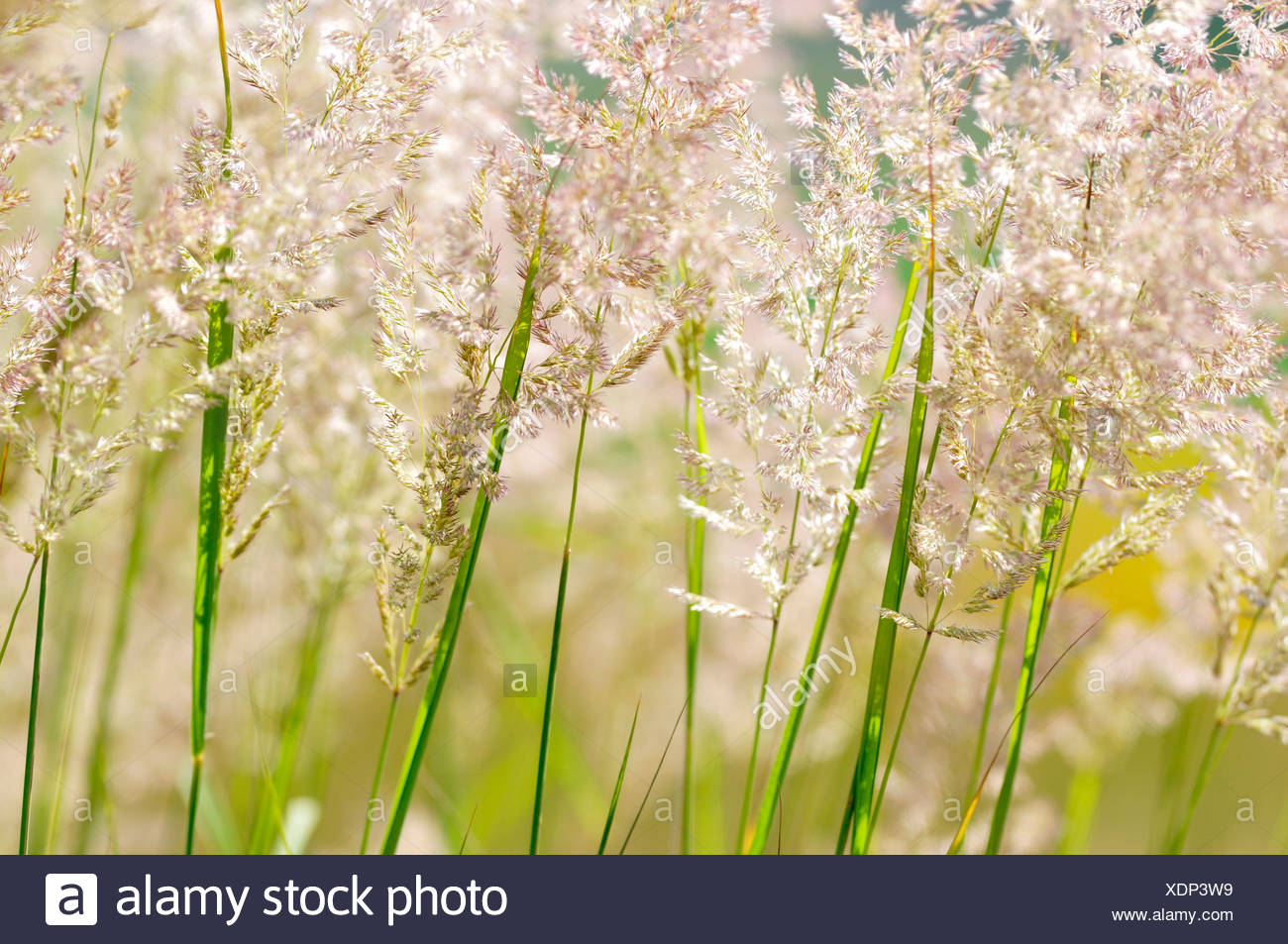 Creeping Grass High Resolution Stock Photography and Images - Alamy