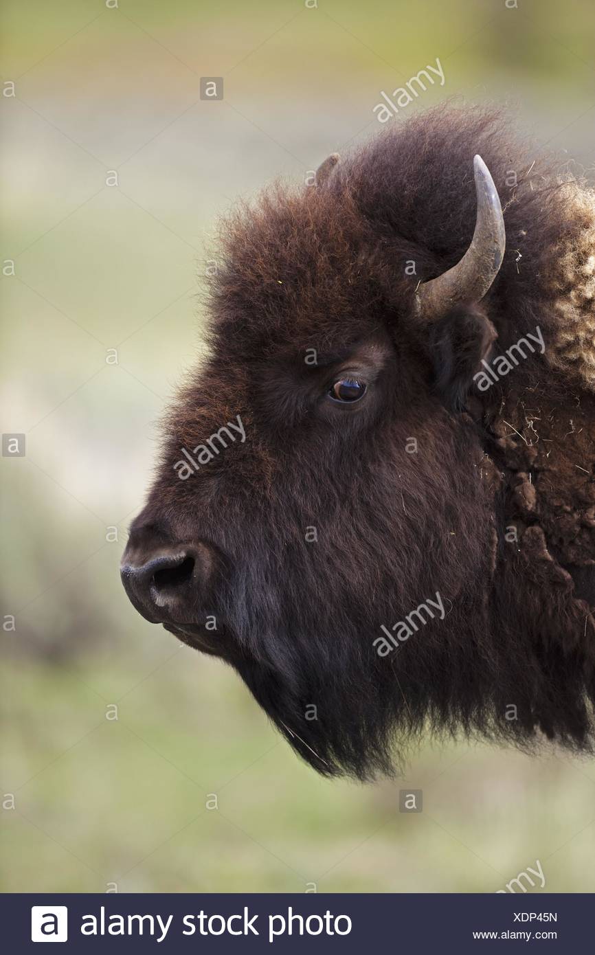 American Bison Bison Bison High Resolution Stock Photography and Images ...