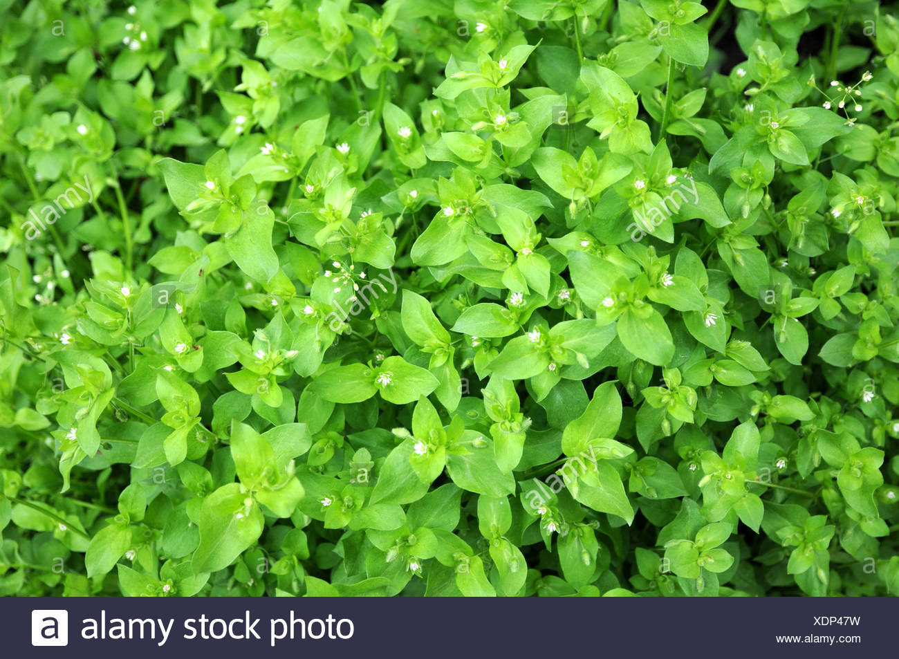 Chickweed High Resolution Stock Photography and Images - Alamy