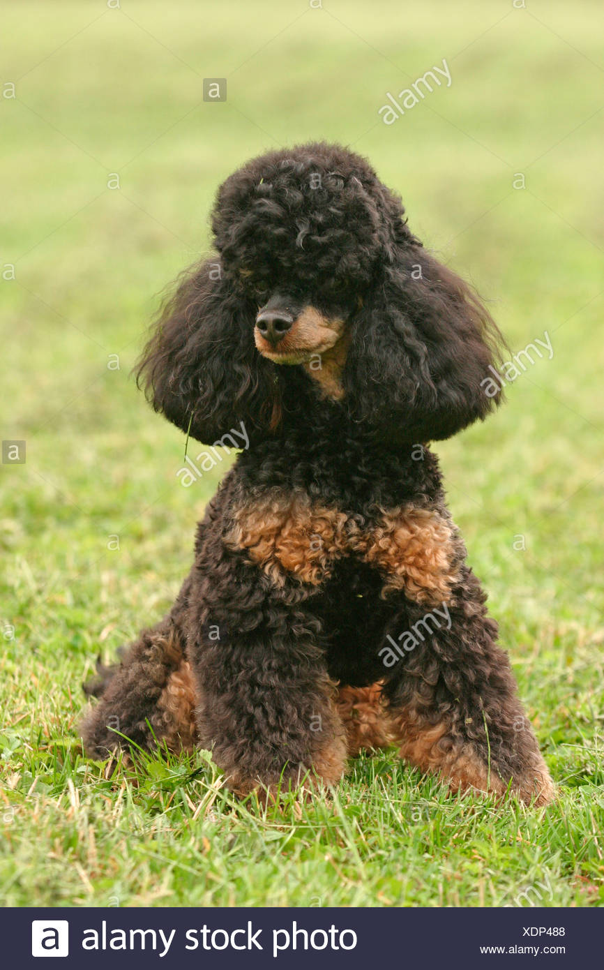 Sitting Black And Tan Poodle Stock Photos & Sitting Black And Tan ...