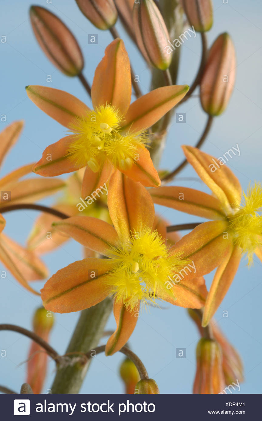 Bulbine Frutescens Bulbine High Resolution Stock Photography and Images ...