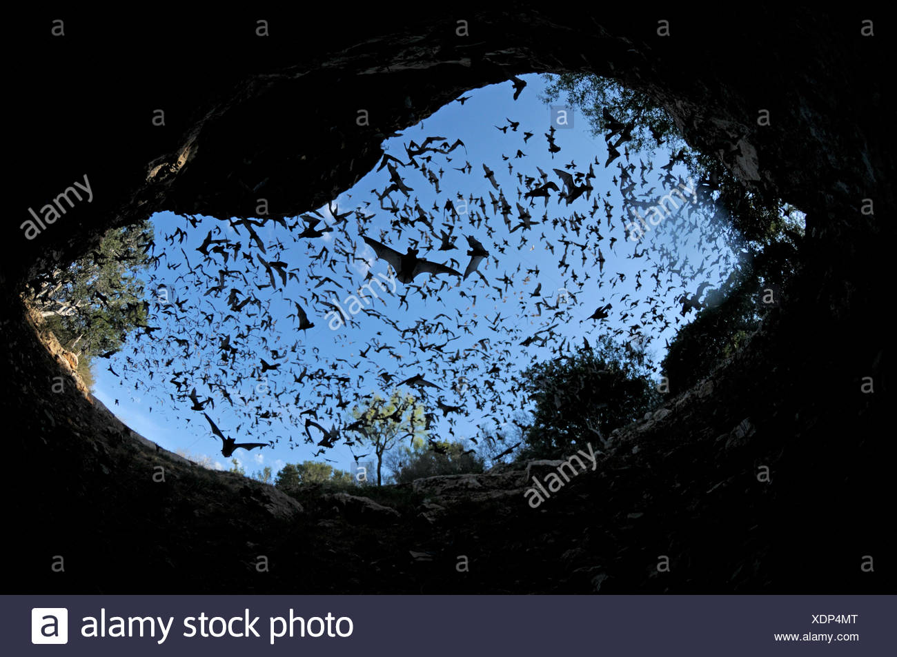 Bat Caves High Resolution Stock Photography and Images - Alamy