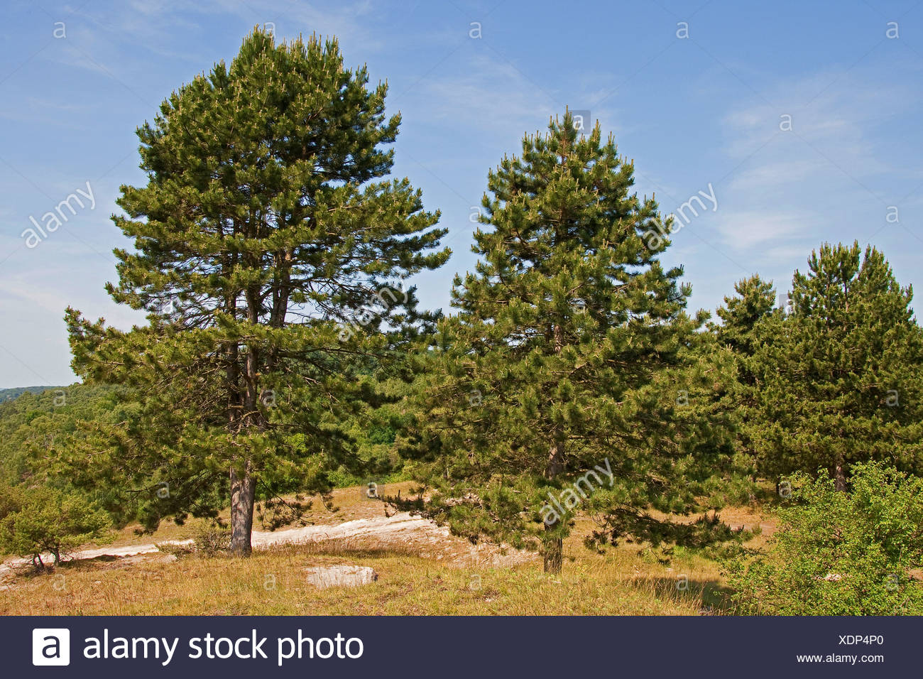 Corsican Pine High Resolution Stock Photography and Images - Alamy