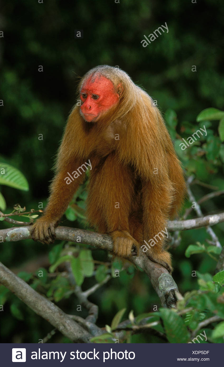 Bald Uacari High Resolution Stock Photography and Images - Alamy