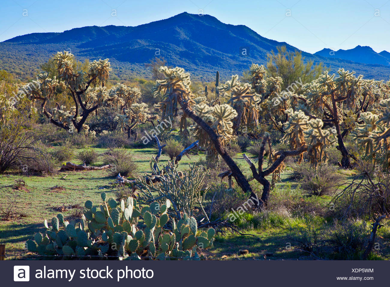 Jumping Cholla Cacti High Resolution Stock Photography and Images - Alamy