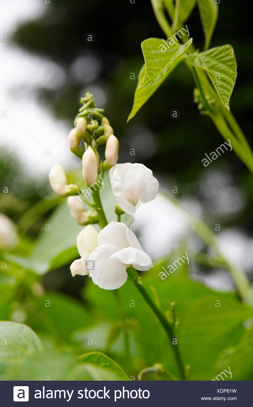 Bean Flower High Resolution Stock Photography and Images - Alamy