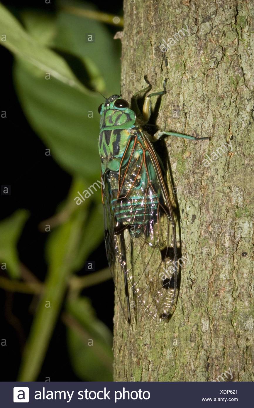 Family Cicadidae High Resolution Stock Photography and Images - Alamy