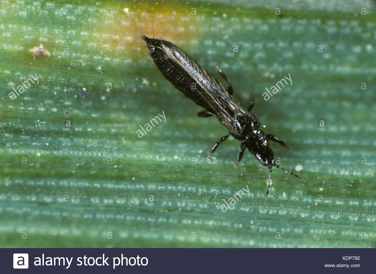 Thunderfly High Resolution Stock Photography and Images - Alamy