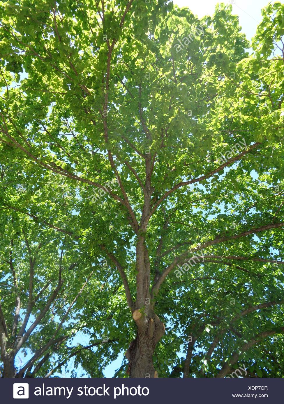 Tilia Sp High Resolution Stock Photography and Images - Alamy