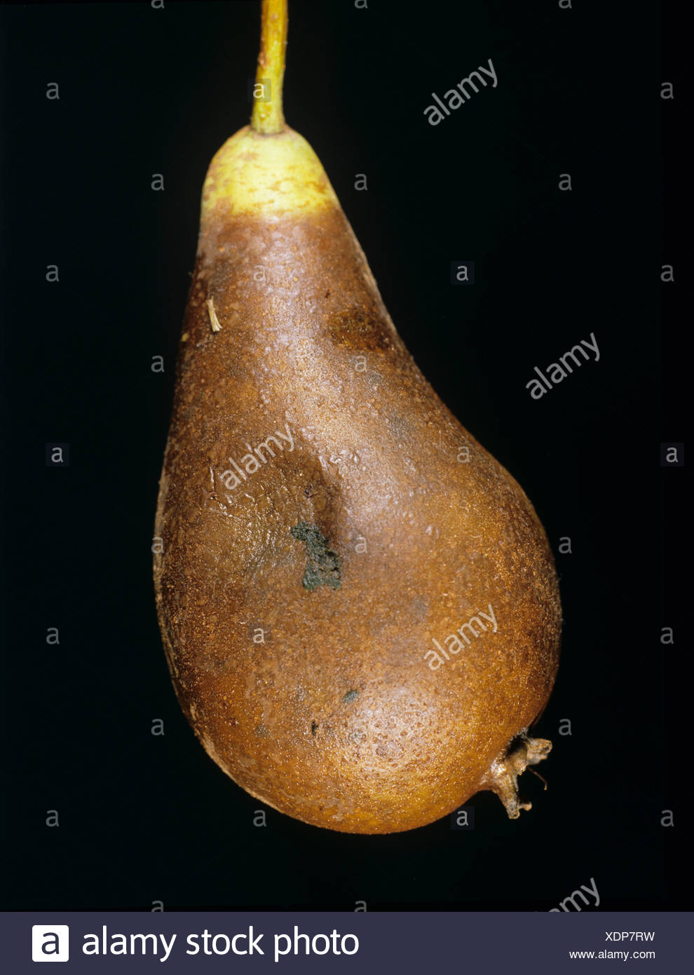 Phytophthora Disease High Resolution Stock Photography and Images - Alamy