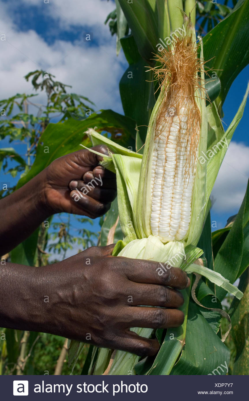 Harvesting Corn Africa Stock Photos & Harvesting Corn Africa Stock ...