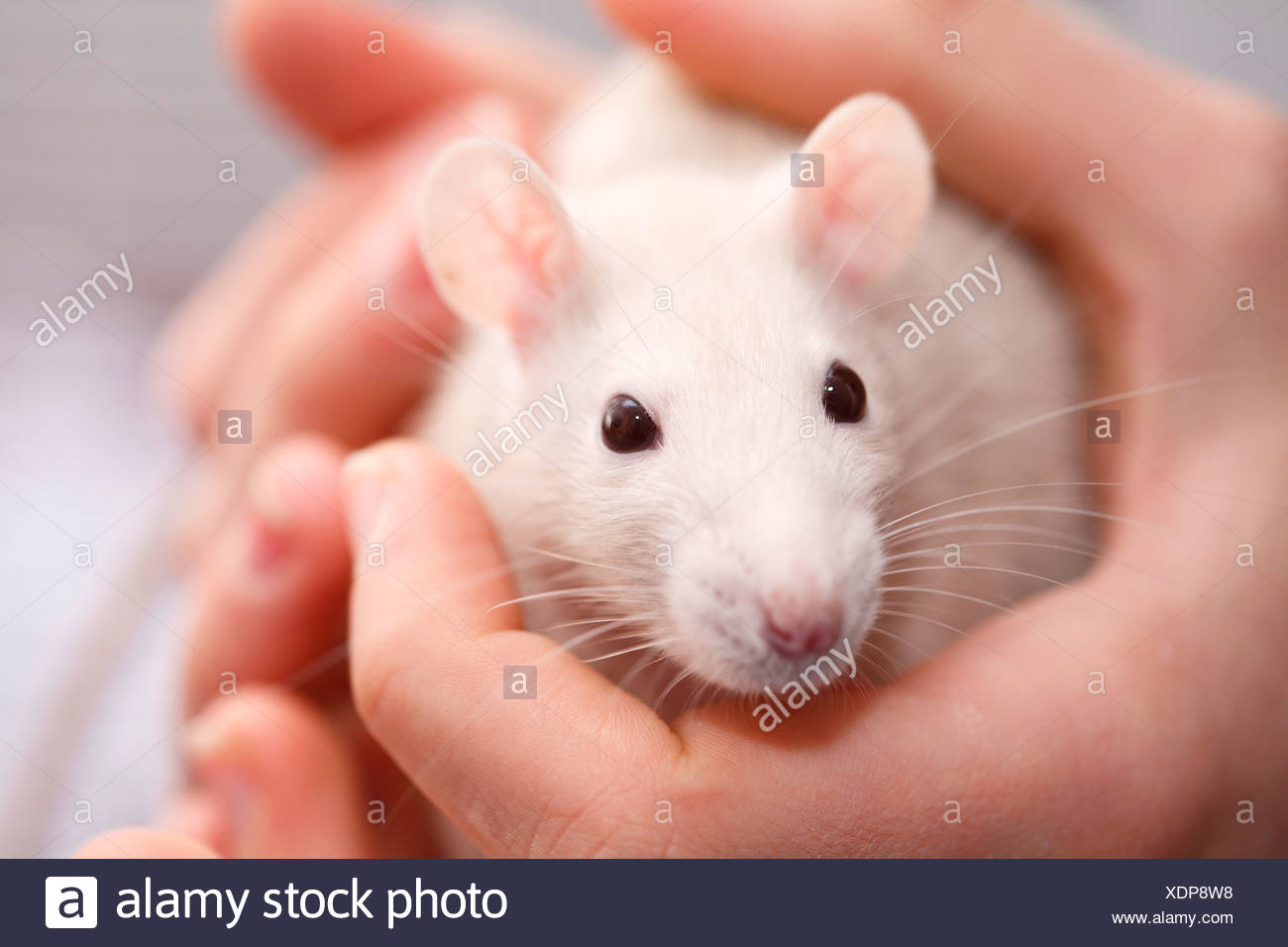 Held With Two Hands High Resolution Stock Photography and Images - Alamy