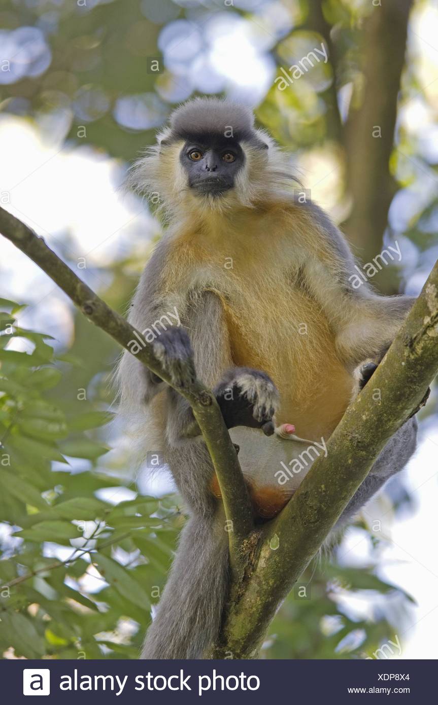 Capped Langur Stock Photos & Capped Langur Stock Images - Alamy