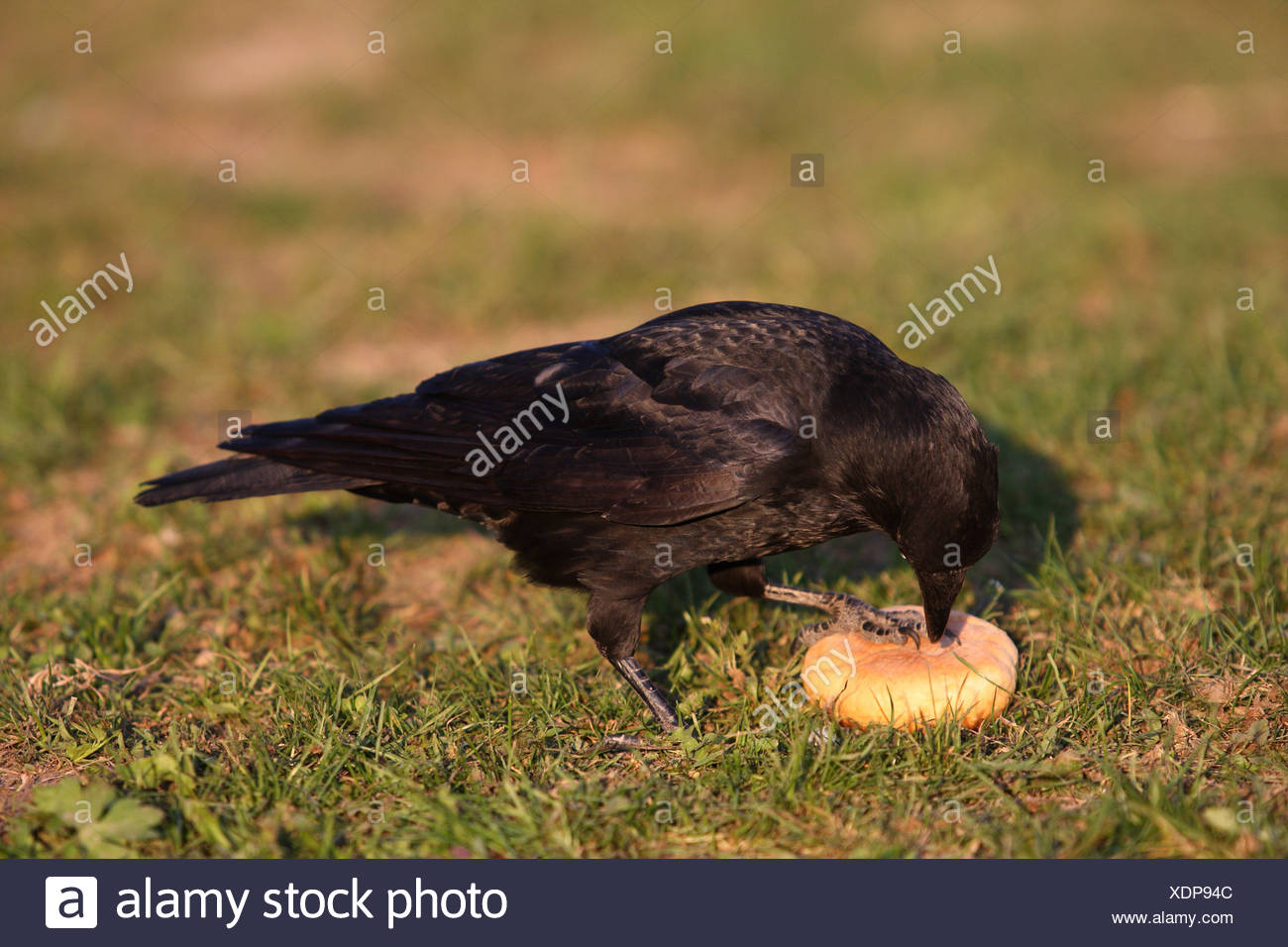 Crows Eating High Resolution Stock Photography and Images - Alamy