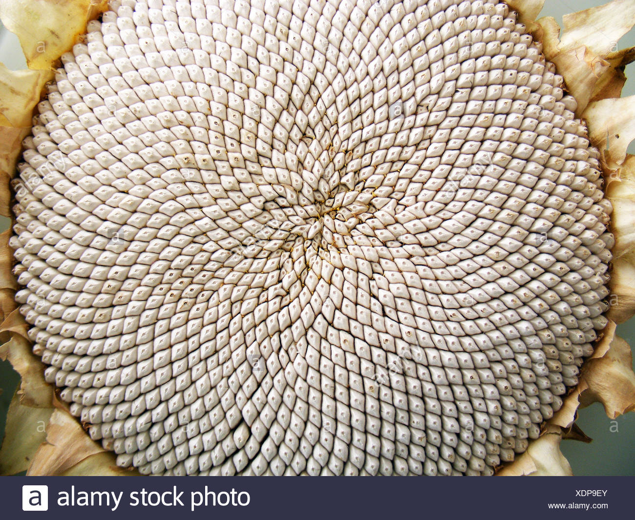Fibonacci Sequence Circle High Resolution Stock Photography and Images ...