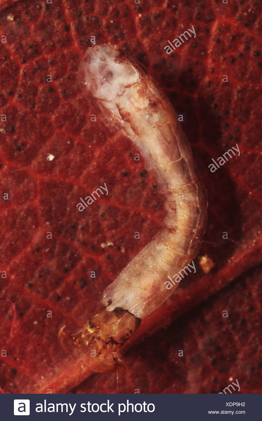 Simulium High Resolution Stock Photography and Images - Alamy