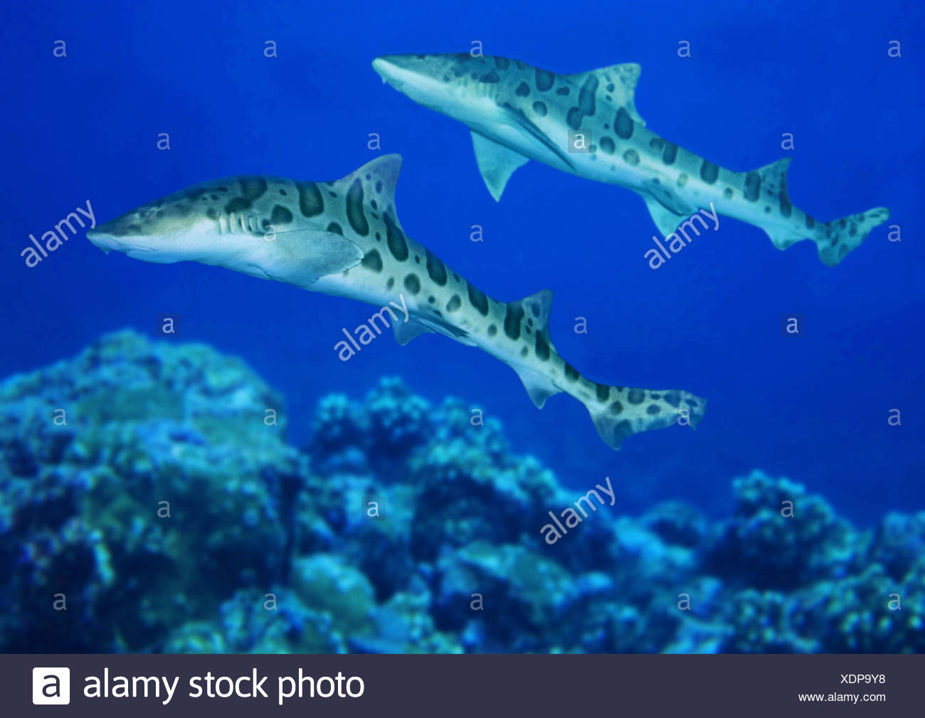 Zebra Shark Stegostoma Fasciatum High Resolution Stock Photography and ...
