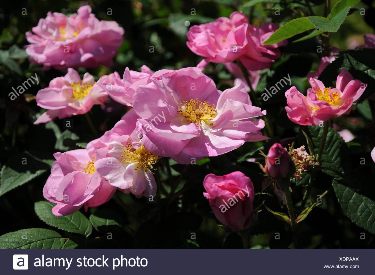 Rose Of Provence High Resolution Stock Photography and Images - Alamy
