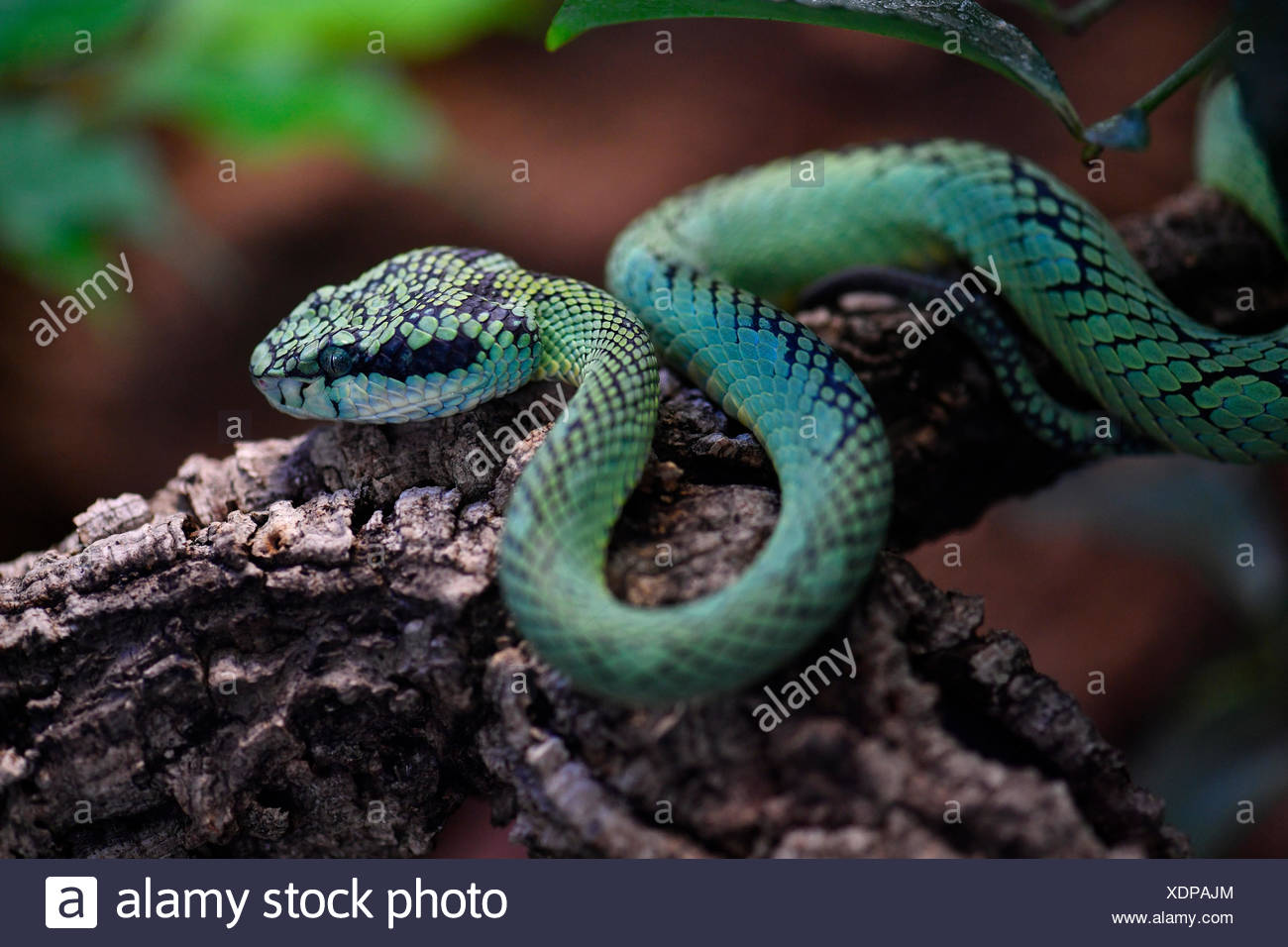 Sri Lankan Green Pit Viper High Resolution Stock Photography and Images ...