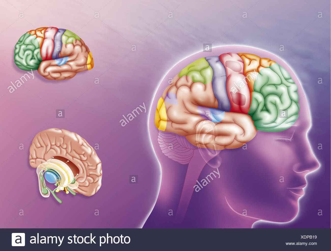 Primary Sensory Cortex High Resolution Stock Photography and Images - Alamy