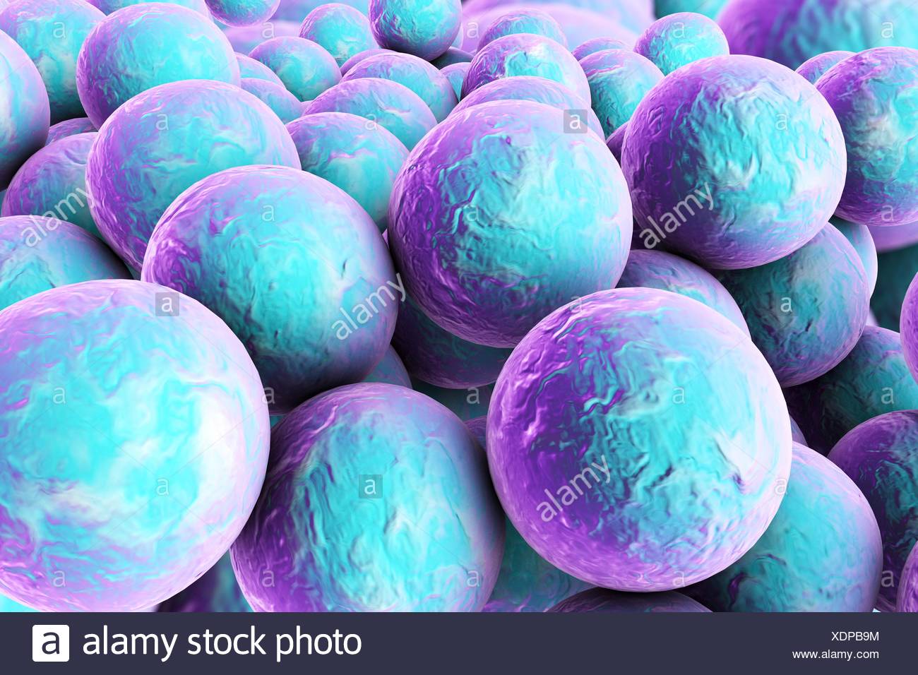 Staphylococci Bacteria High Resolution Stock Photography and Images - Alamy