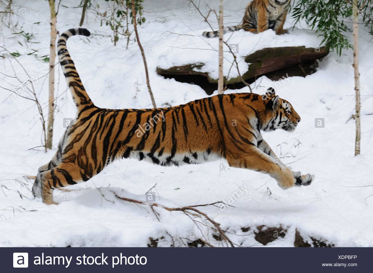 Tiger Run Snow High Resolution Stock Photography and Images - Alamy