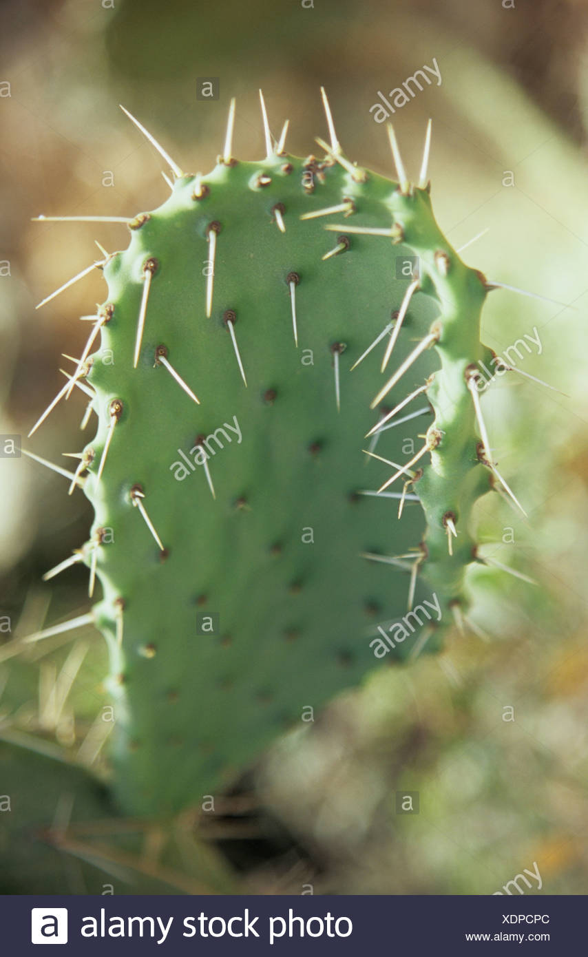 Fig Cactus High Resolution Stock Photography and Images - Alamy