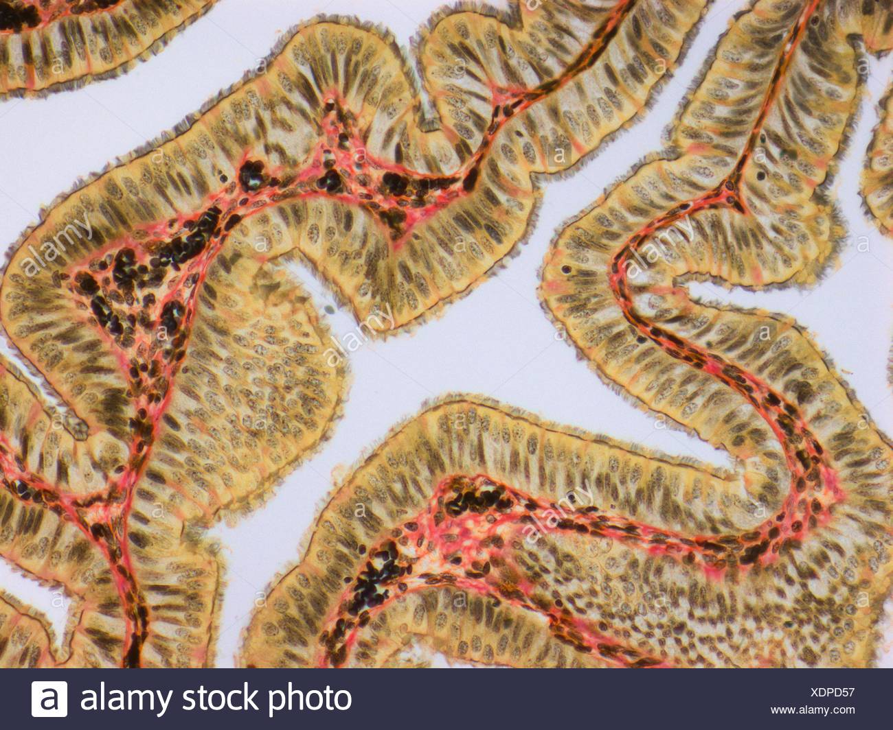 Female Epithelium High Resolution Stock Photography and Images - Alamy