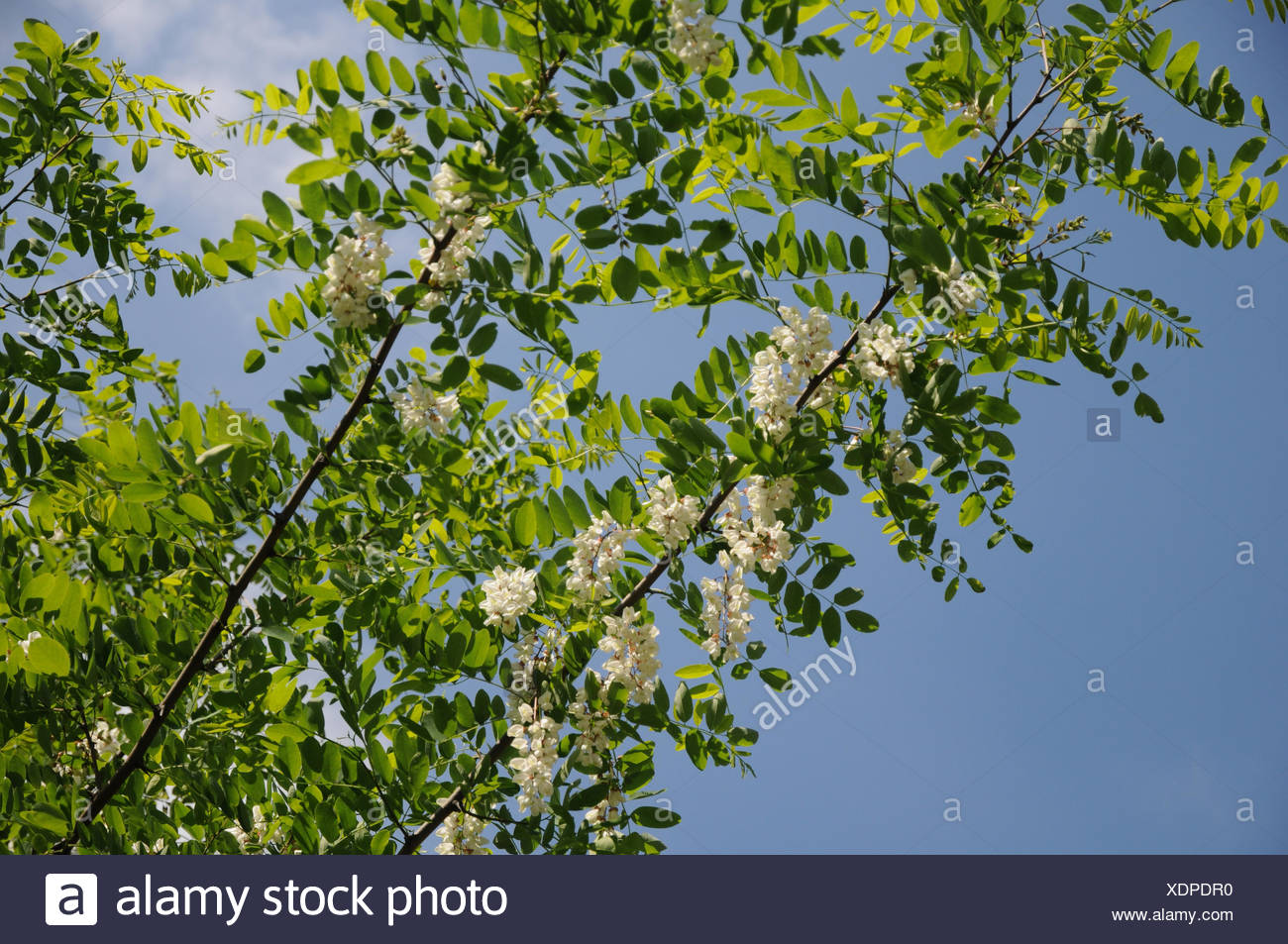 Robinia Leaf High Resolution Stock Photography and Images - Alamy
