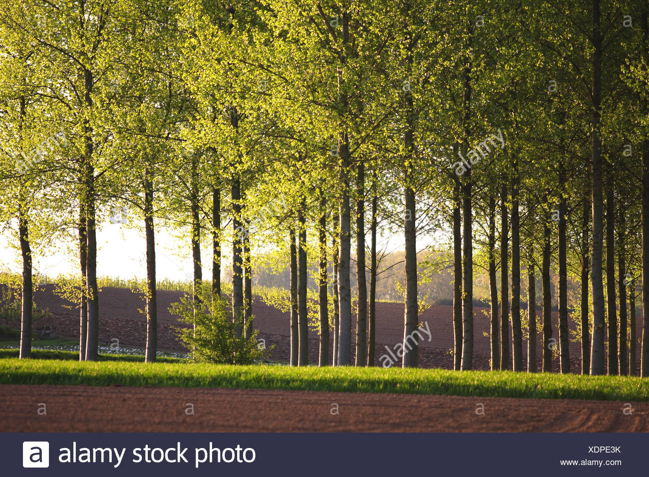 Poplars Stock Photos & Poplars Stock Images - Alamy
