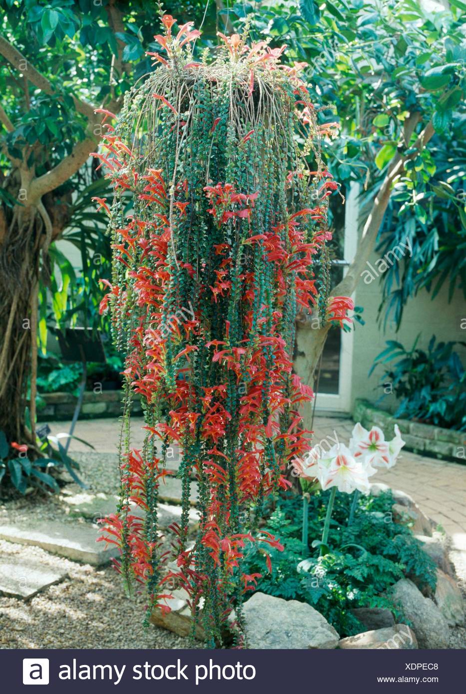 Columnea High Resolution Stock Photography and Images - Alamy