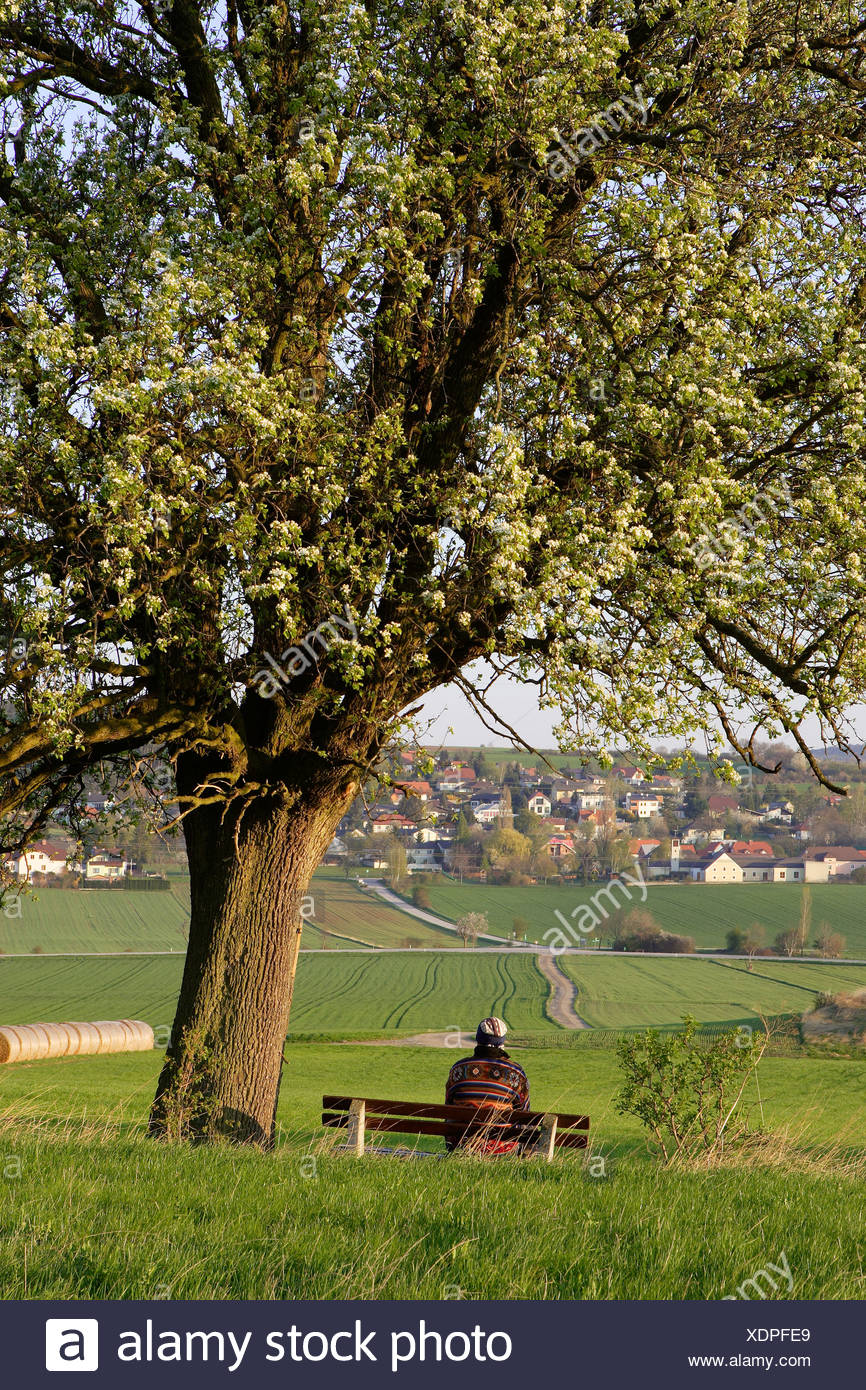 Man Resting Under Tree High Resolution Stock Photography and Images - Alamy