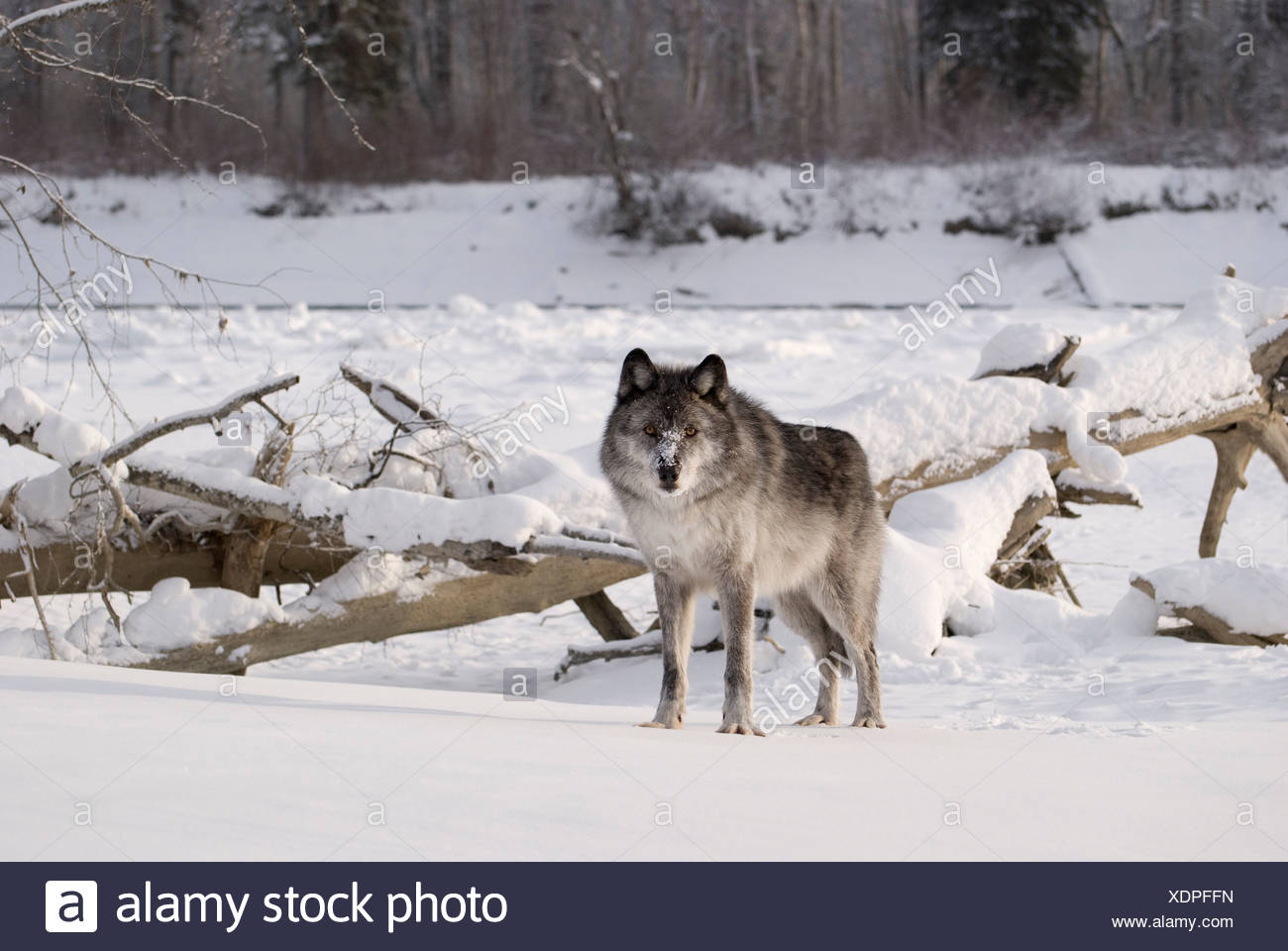 Prairie Wolves High Resolution Stock Photography and Images - Alamy