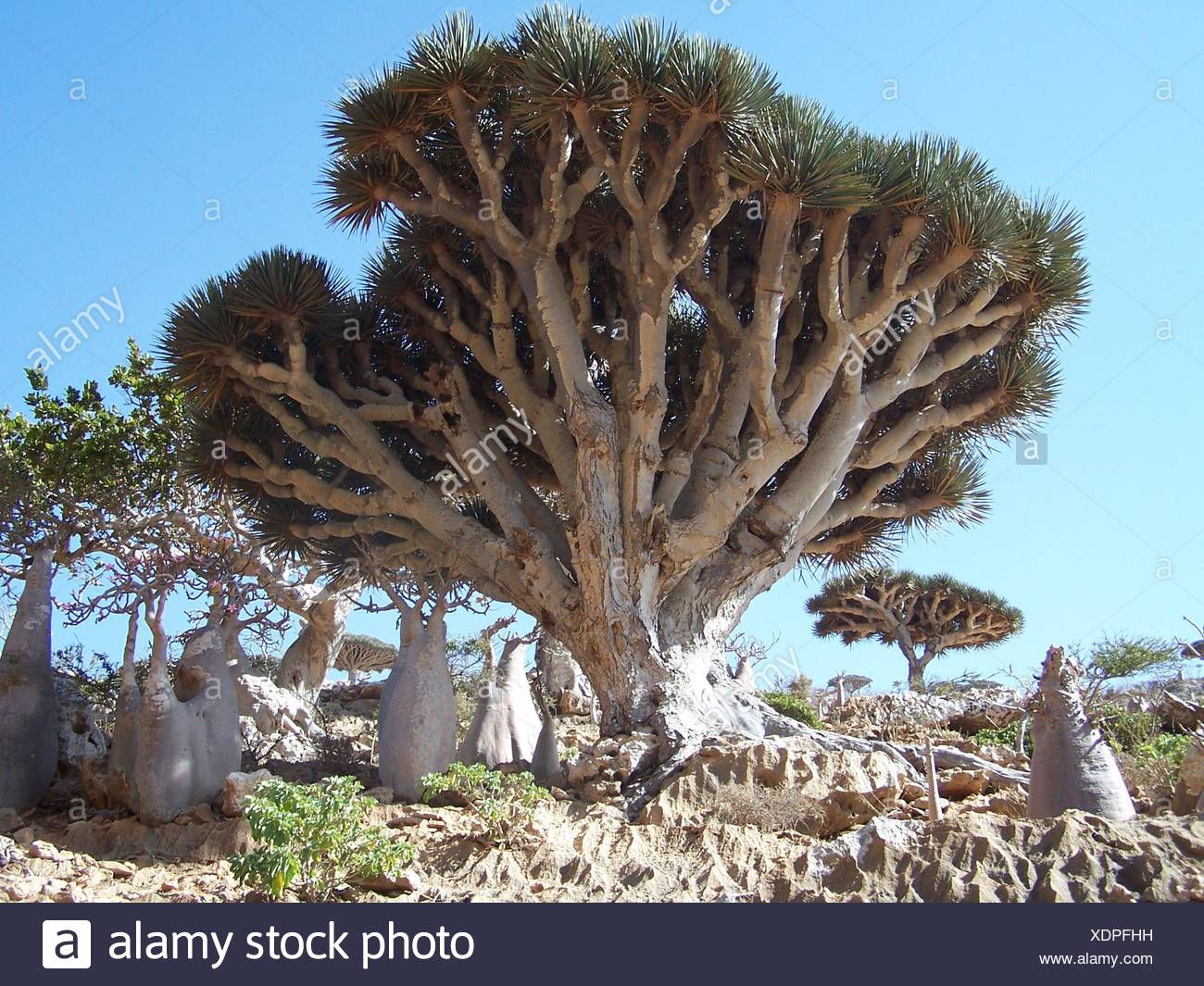 Yemen Socotra Island Unesco High Resolution Stock Photography and ...