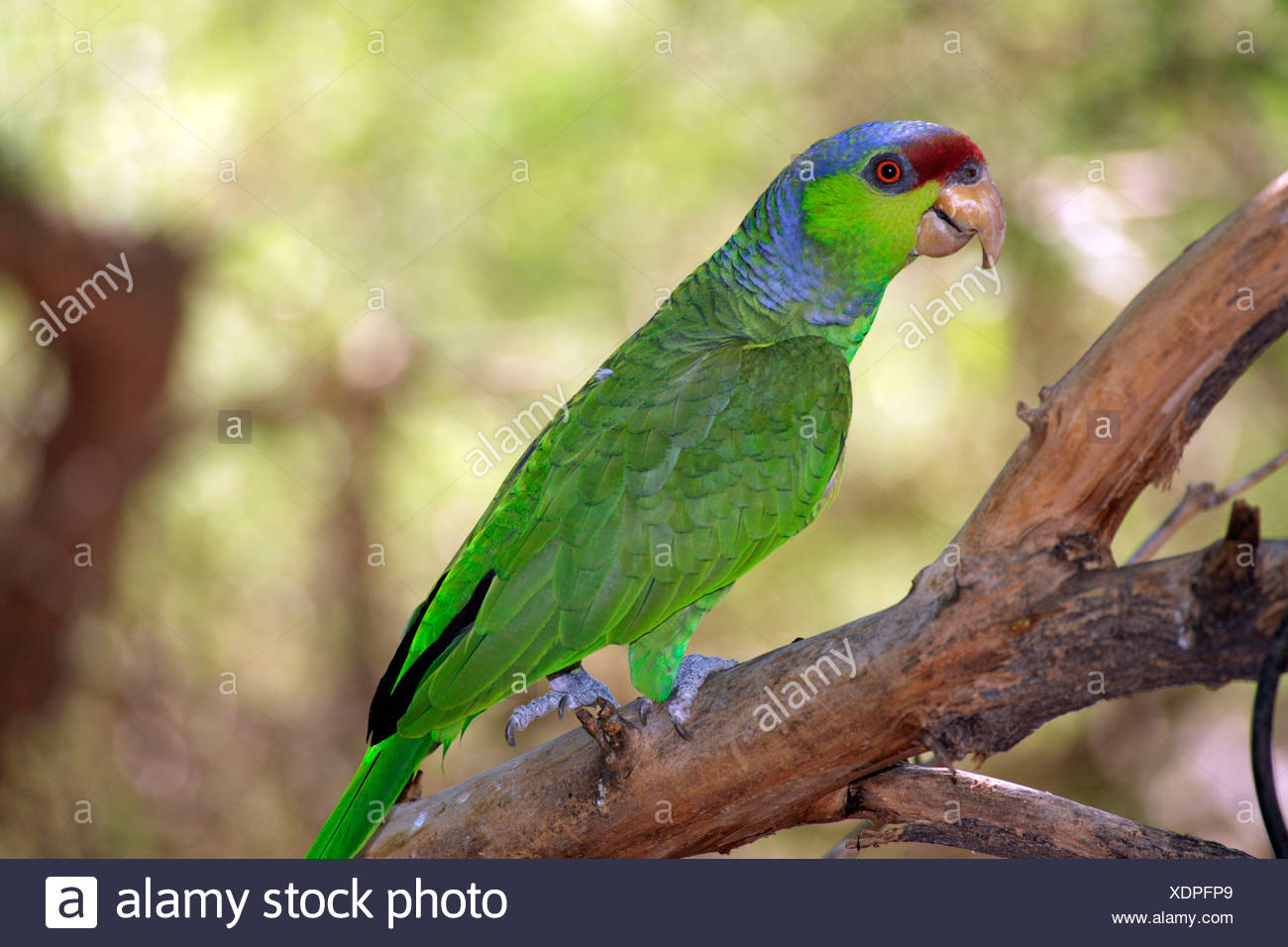 Lilac Crowned Amazon High Resolution Stock Photography and Images - Alamy