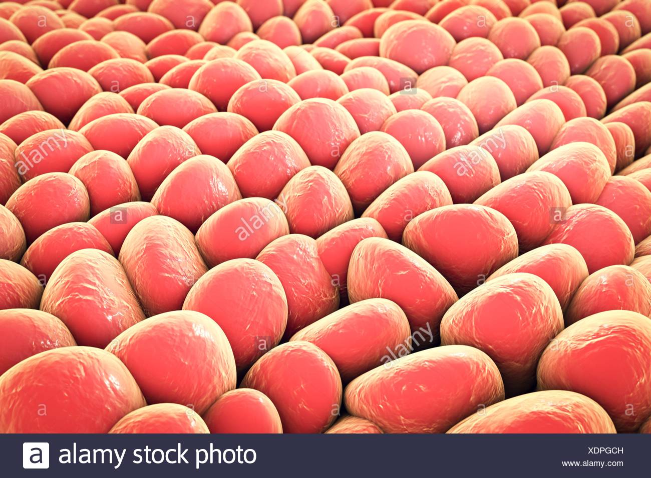Mucous Membrane Stock Photos & Mucous Membrane Stock Images - Alamy